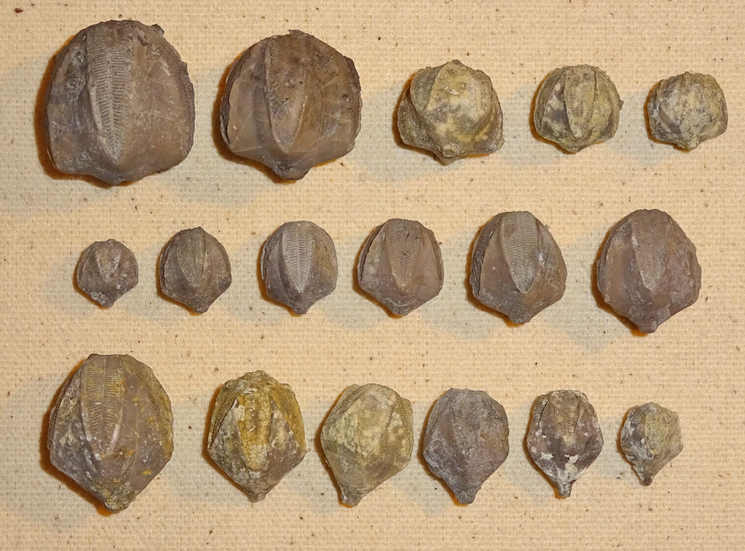 Northern Alabama With Archimedes - More Pics Added! - Fossil Hunting ...