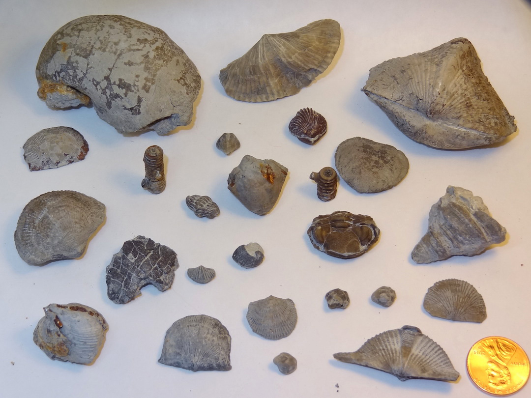 Brief Visit To The Silica Shale - Fossil Hunting Trips - The Fossil Forum